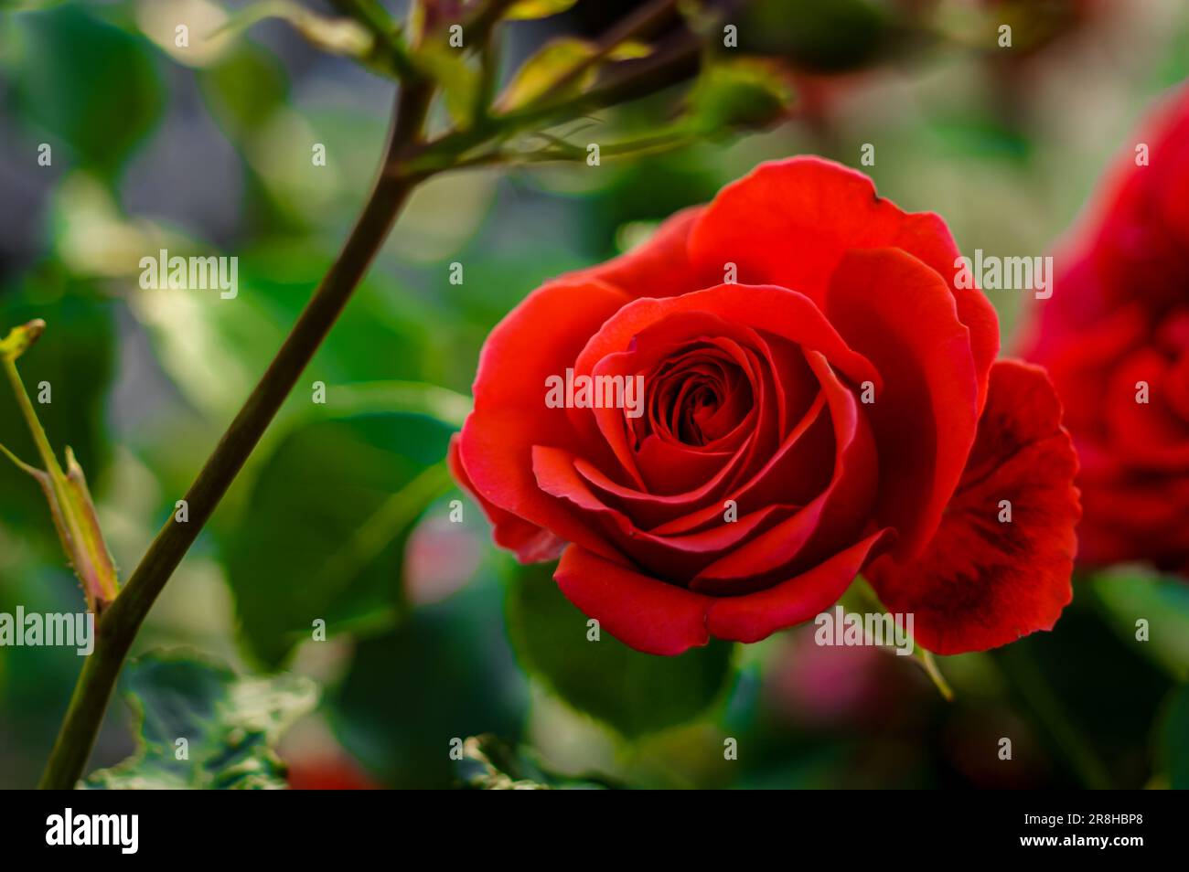 Delicate environment hi-res stock photography and images - Alamy