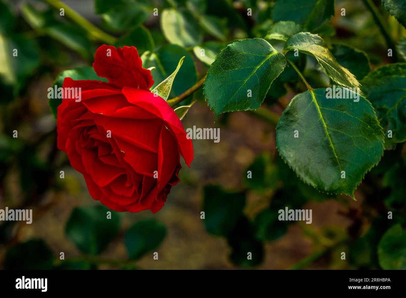 Environment close up hi-res stock photography and images - Alamy