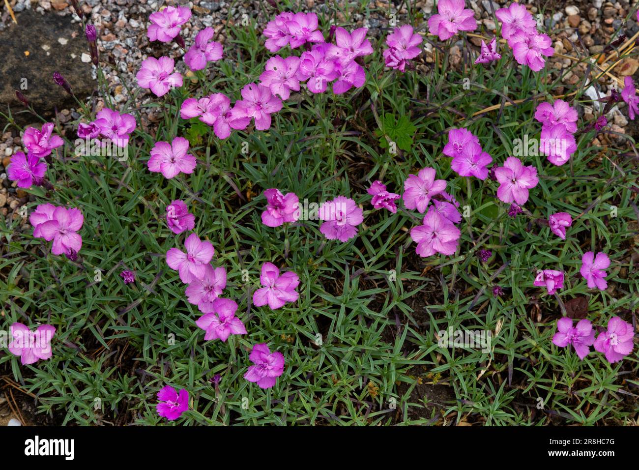 Rockery Dianthus. Dwarf Carnation. Dianthus 'Babi-Lom'. Dwarf Pinks ...