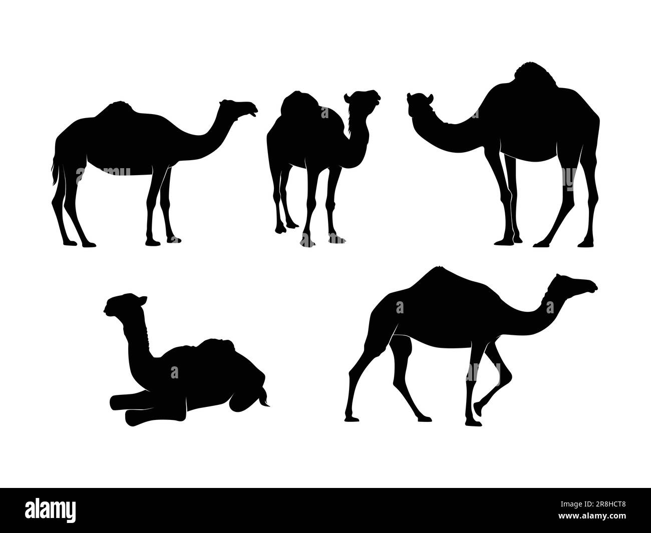 Set of Camels Silhouette Isolated on a white background - Vector ...