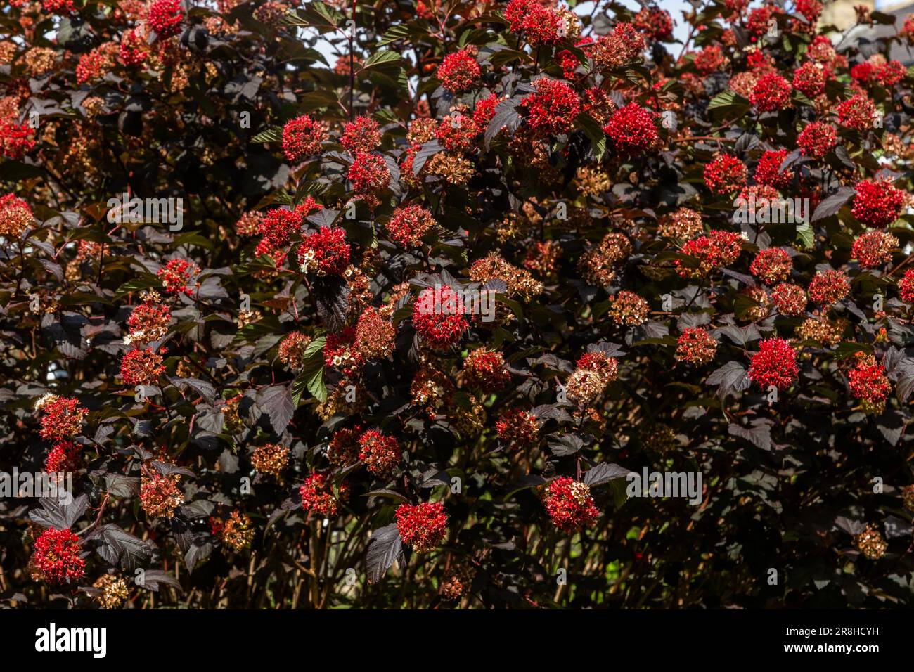 Physocarpus opulifolius seedheads in summer hi-res stock photography ...
