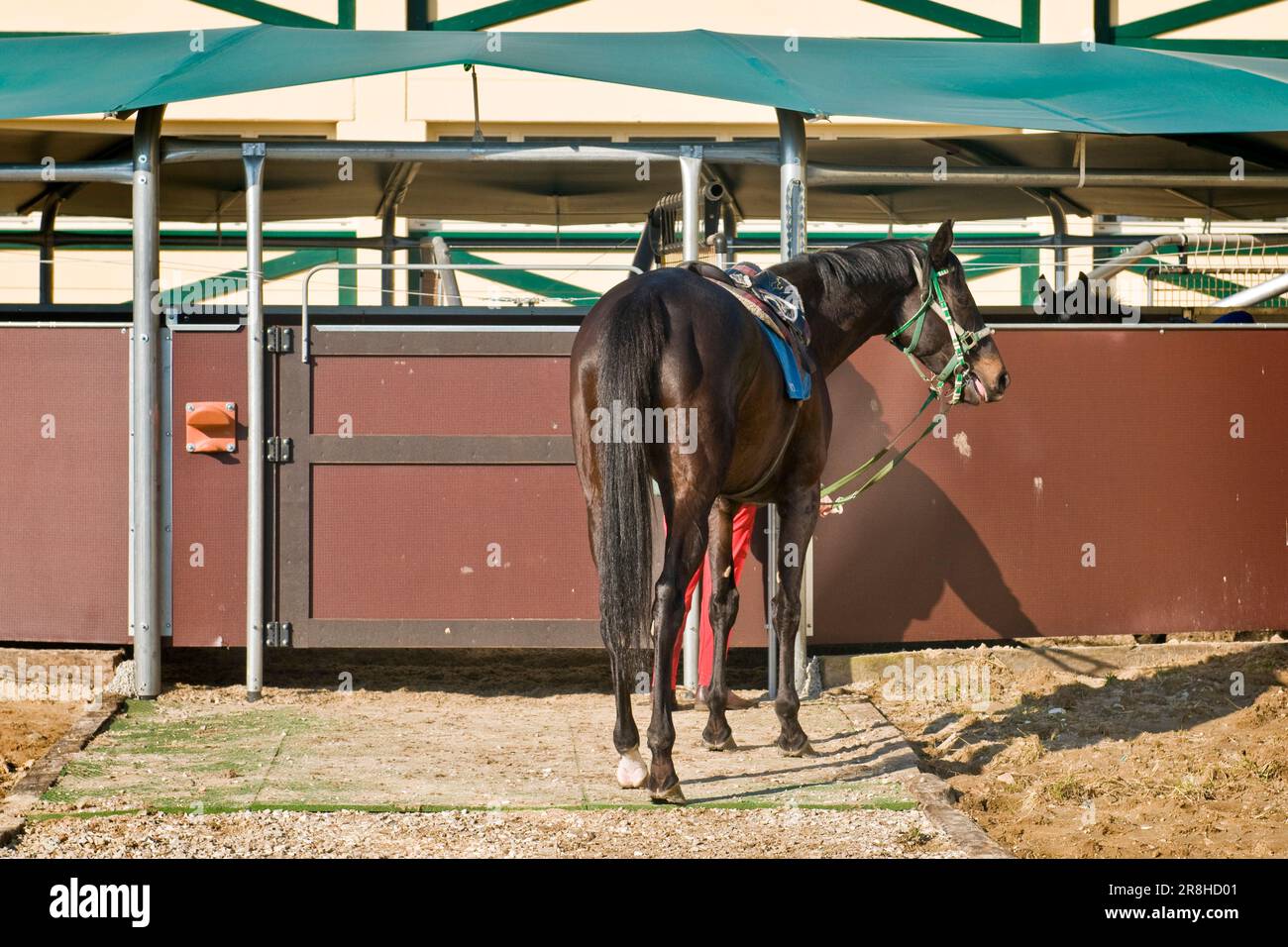 Horse studs hi-res stock photography and images - Alamy
