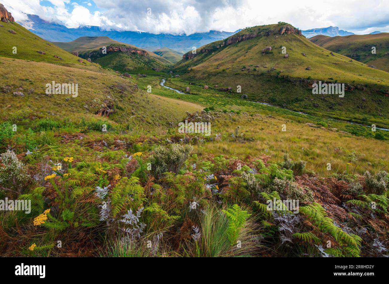 Yellow crassula (Crassula vaginata) and ferns above Bushman's River ...