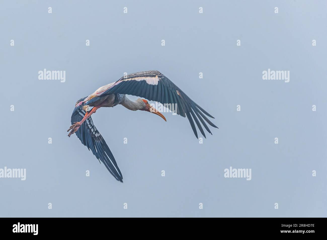 Swimming stork hi-res stock photography and images - Alamy