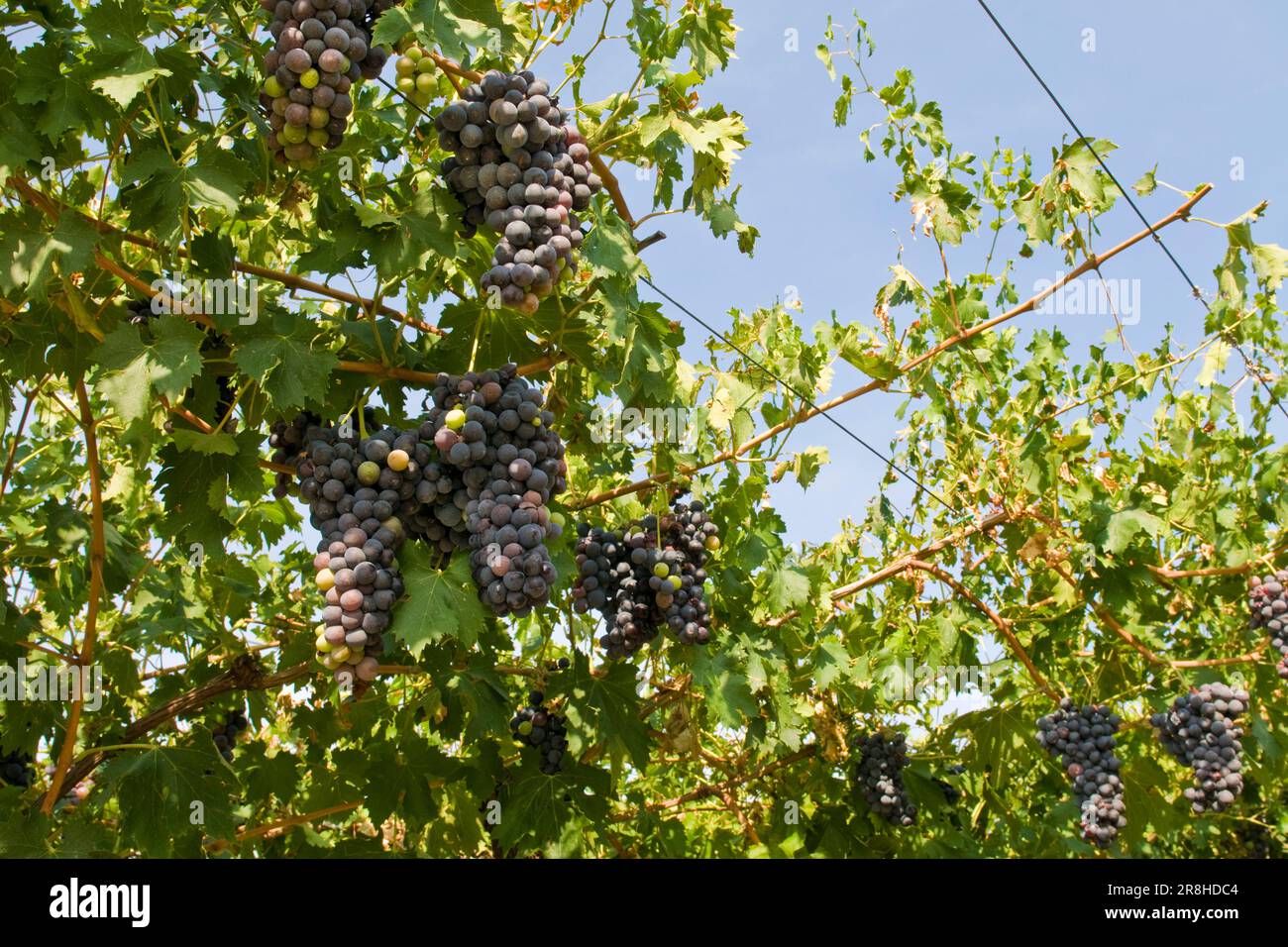Grapes verona hi-res stock photography and images - Alamy