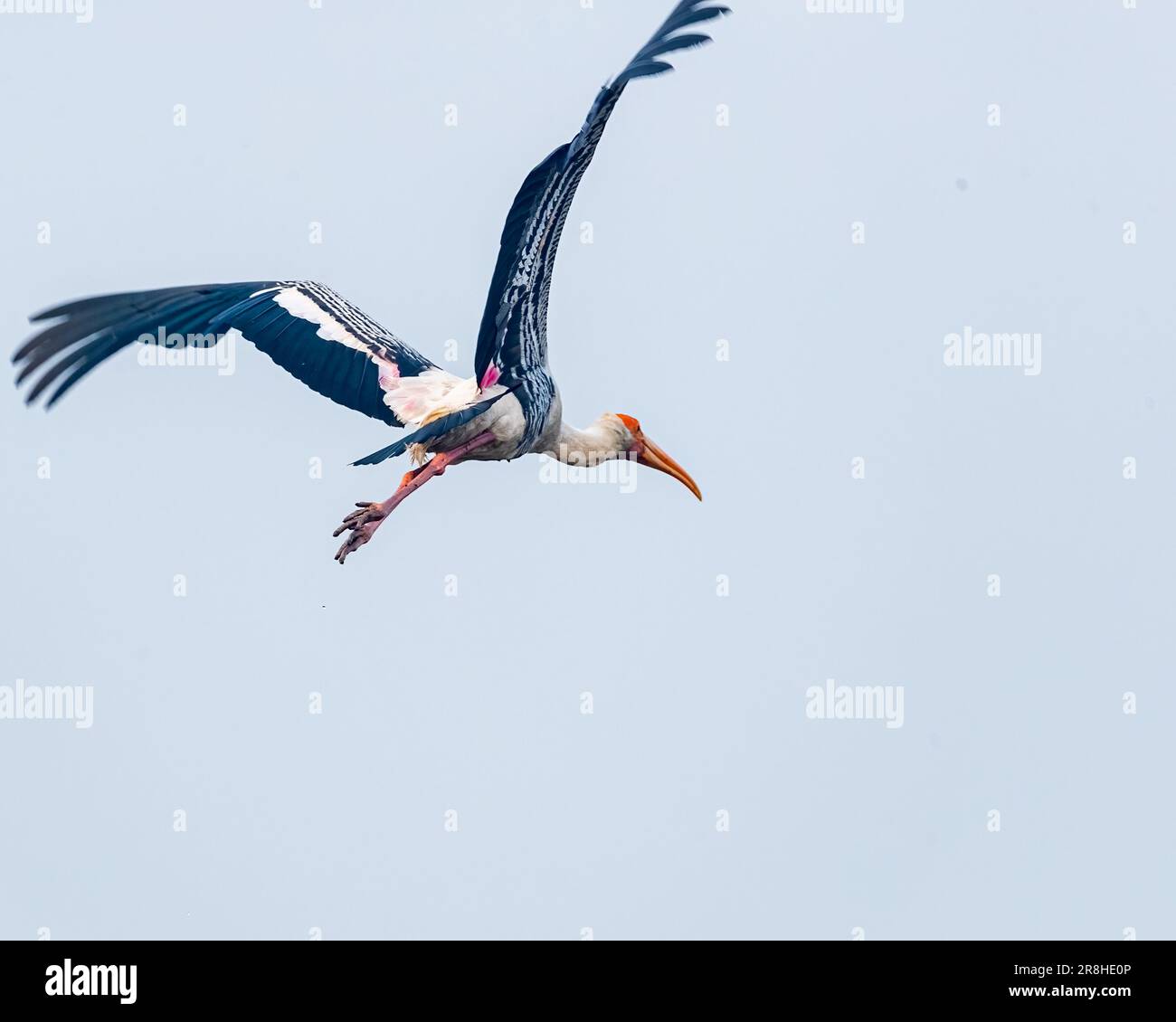 V shaped wings hi-res stock photography and images - Alamy