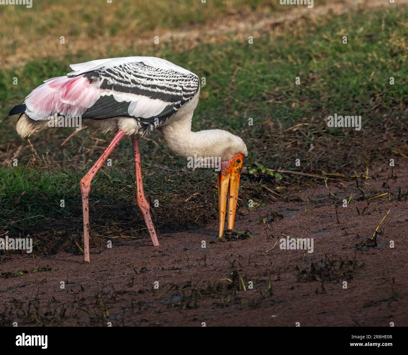Wing digging hi-res stock photography and images - Alamy