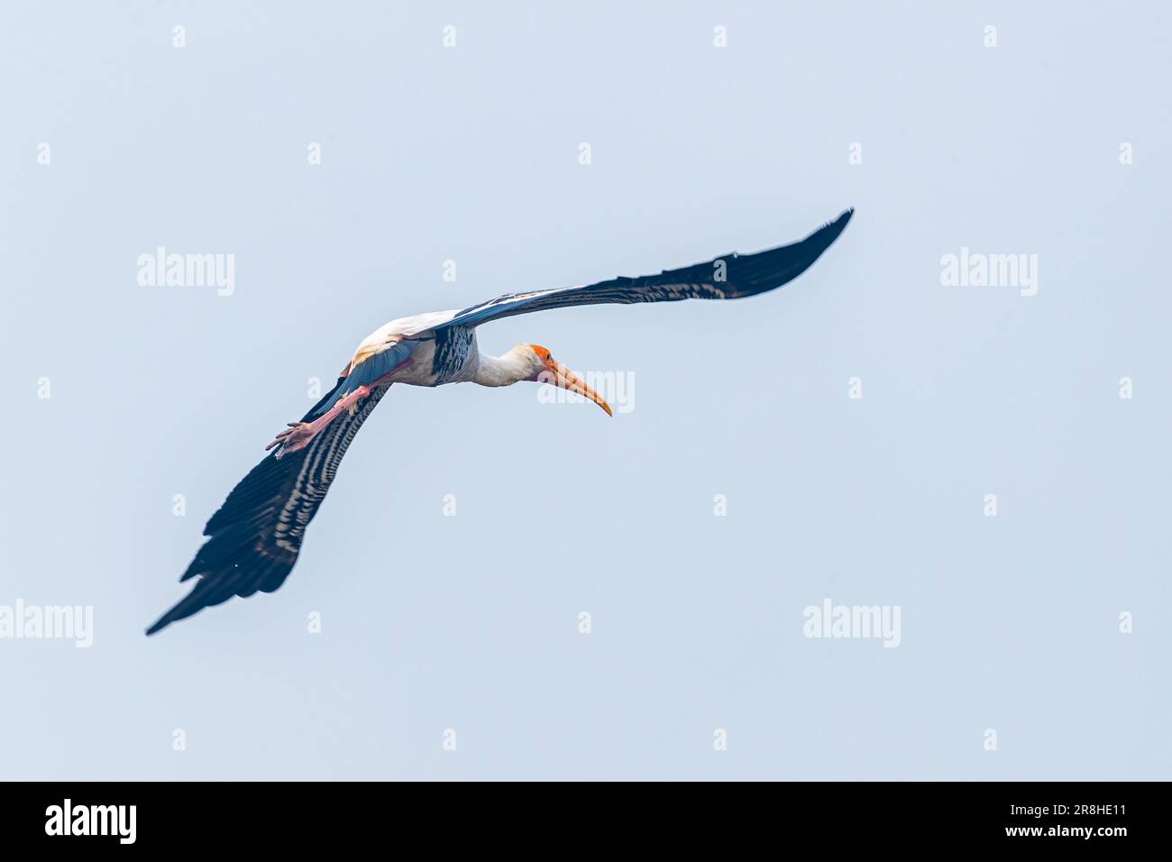 A painted stork flying in sky Stock Photo - Alamy
