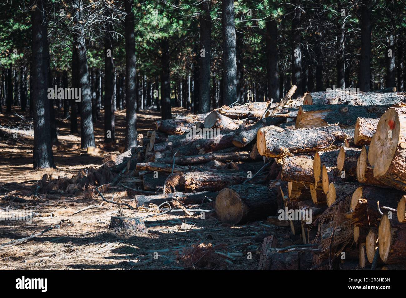 Wooden timber logs in forest hi-res stock photography and images - Alamy