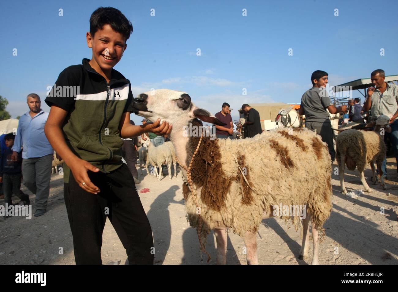 Khan Yunis, Gaza. 21st June, 2023. A boy holds a ram at a livestock ...