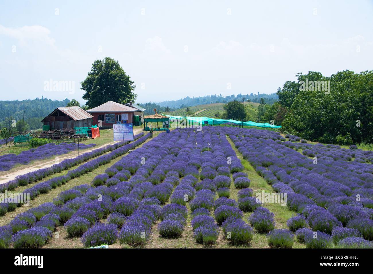 June 21, 2023, Bijbehara, Jammu and Kashmir, India: The Lavender Farm ...