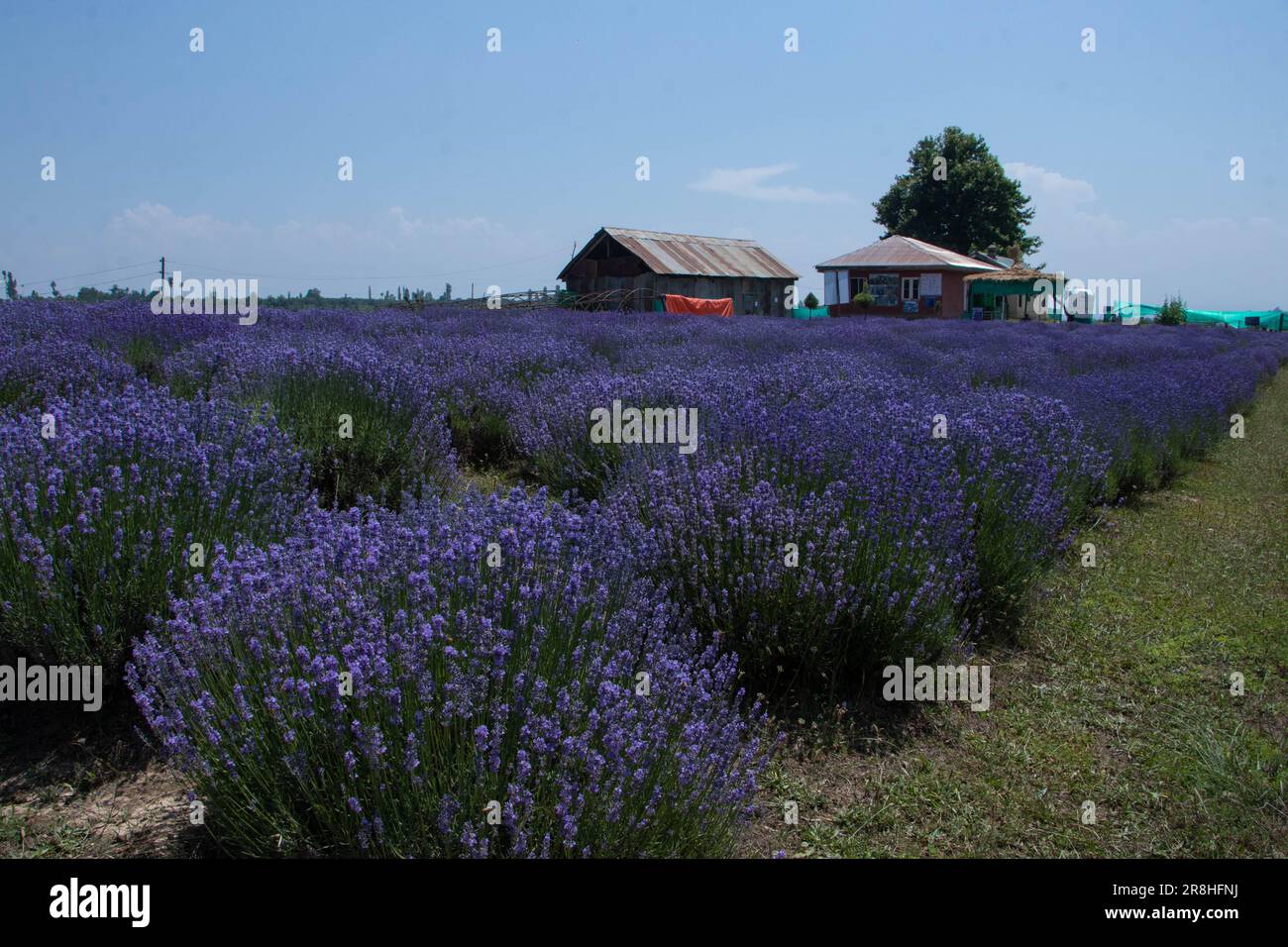 June 21, 2023, Bijbehara, Jammu and Kashmir, India: The Lavender Farm ...