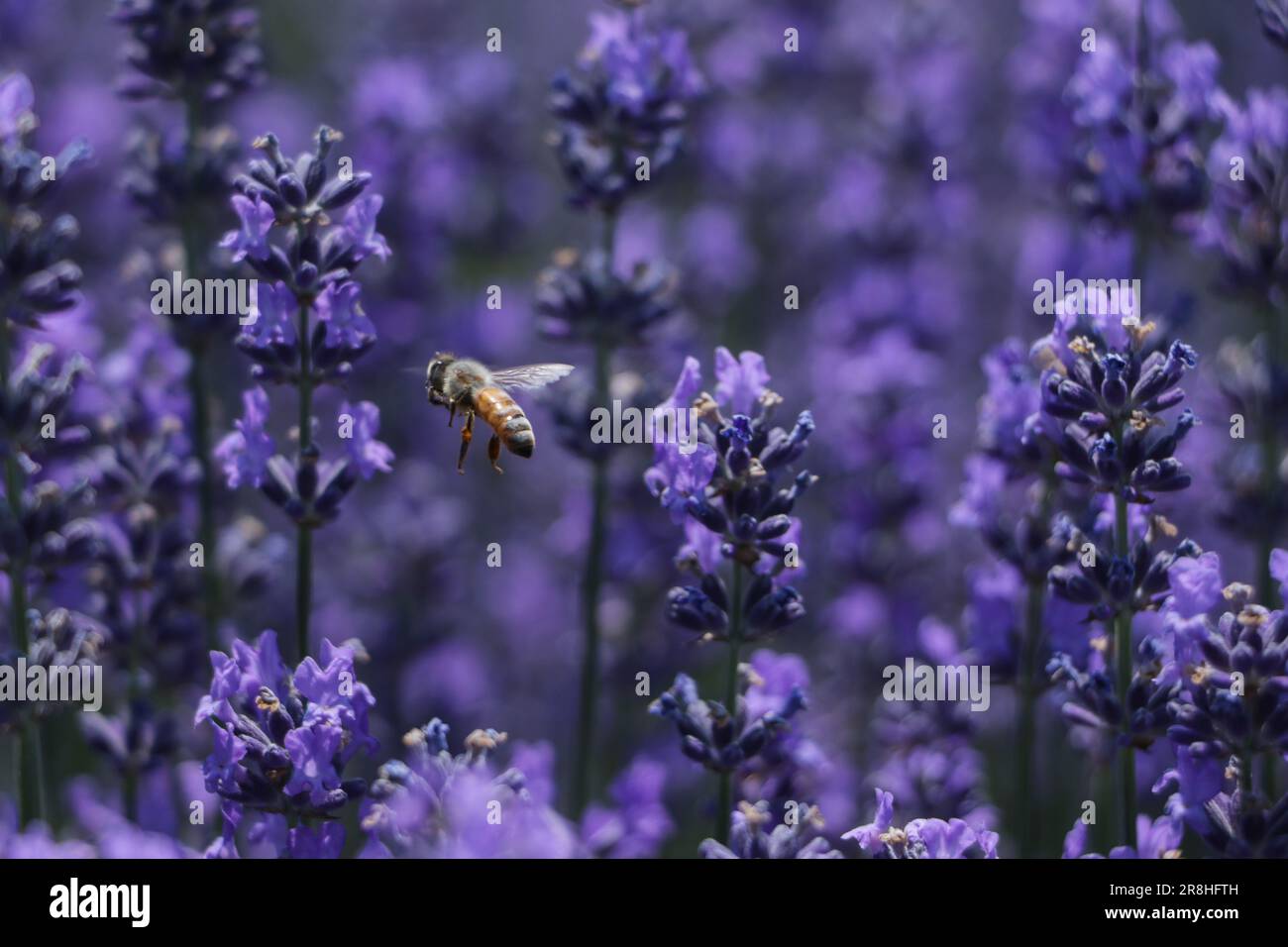 June 21, 2023, Bijbehara, Jammu and Kashmir, India: A bee lands on a ...