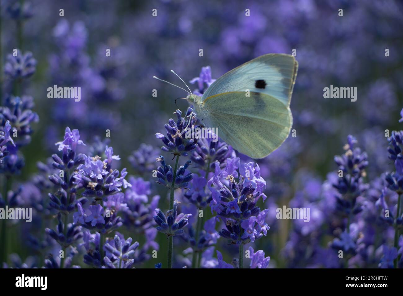June 21, 2023, Bijbehara, Jammu and Kashmir, India: A butterfly ...