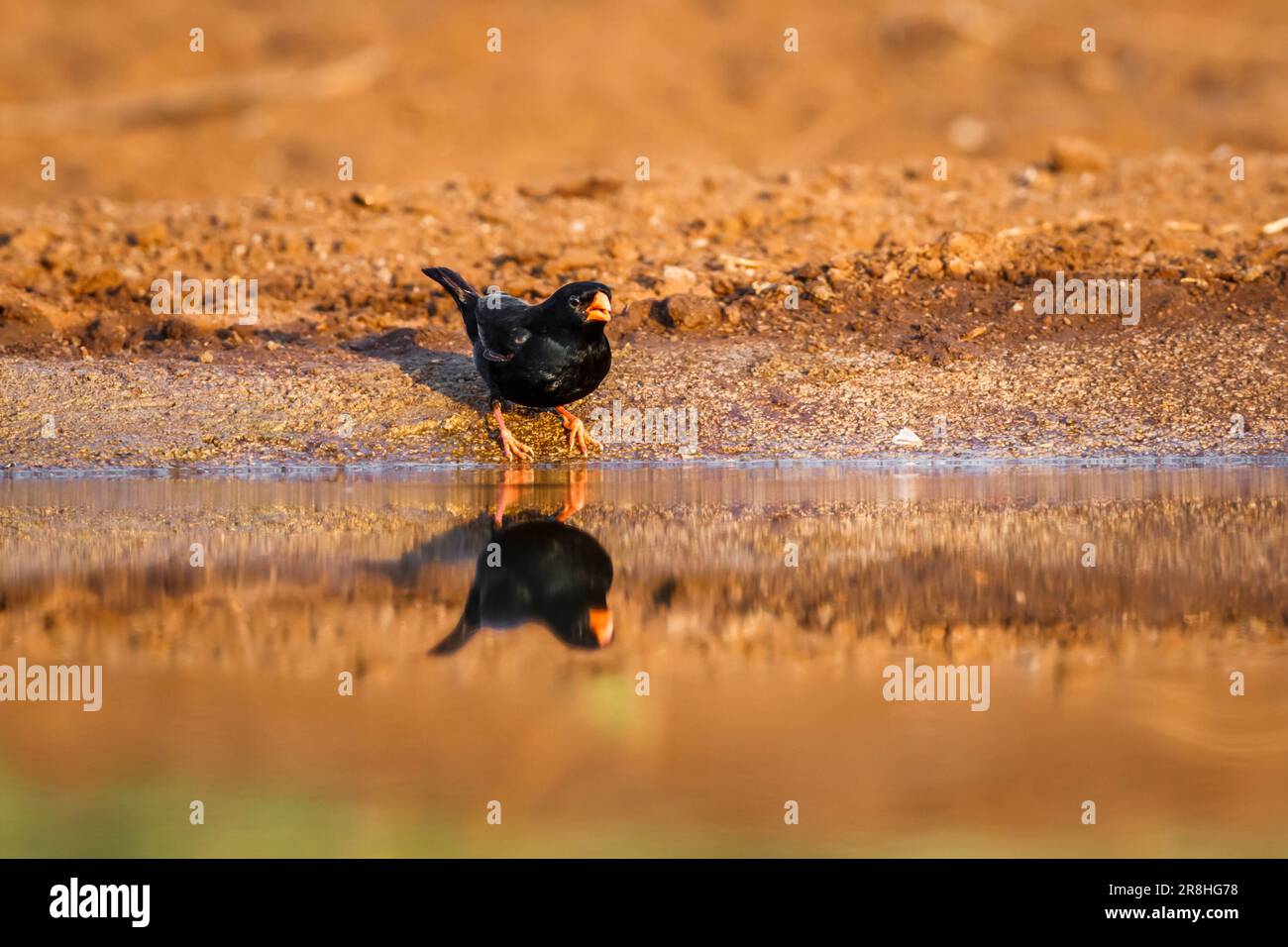 Village Indigobird drinking at waterhole with reflection in Kruger ...