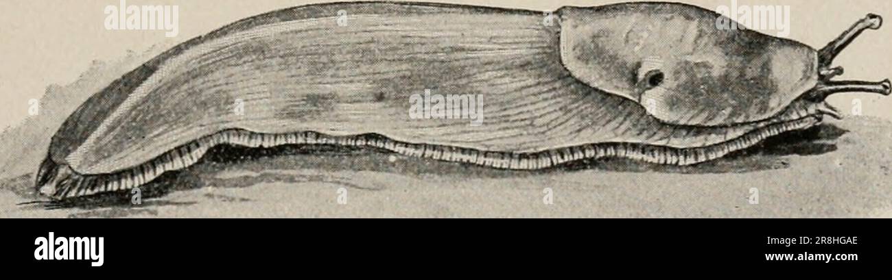 The giant yellow slug of California, Ariolimax californica Stock Photo ...