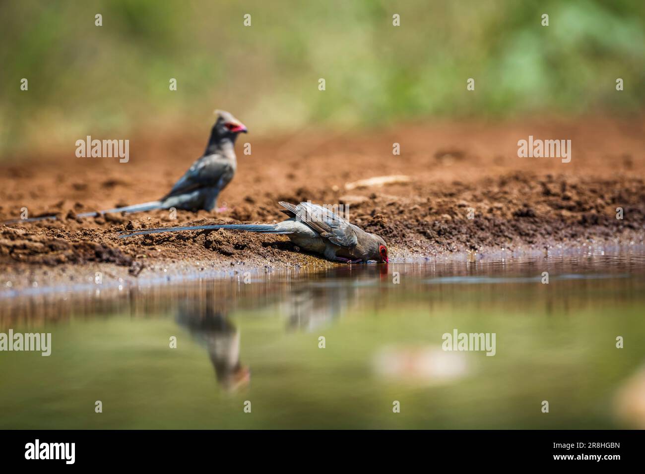 Red faced Mousebird drinking in waterhole in Kruger National park ...