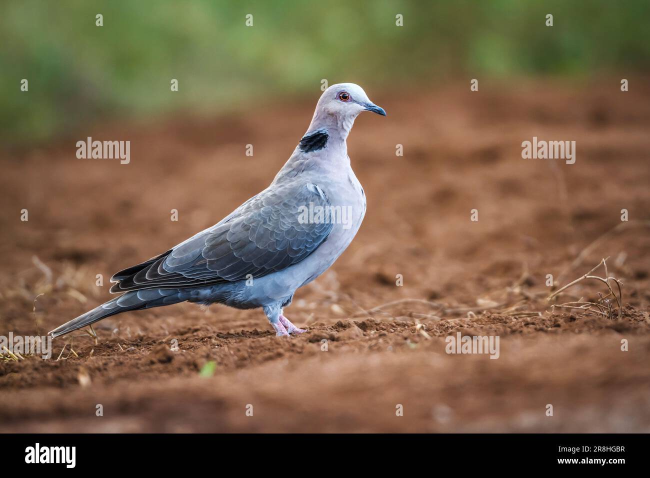 Red-eyed Dove on the ground in Kruger National park, South Africa ...