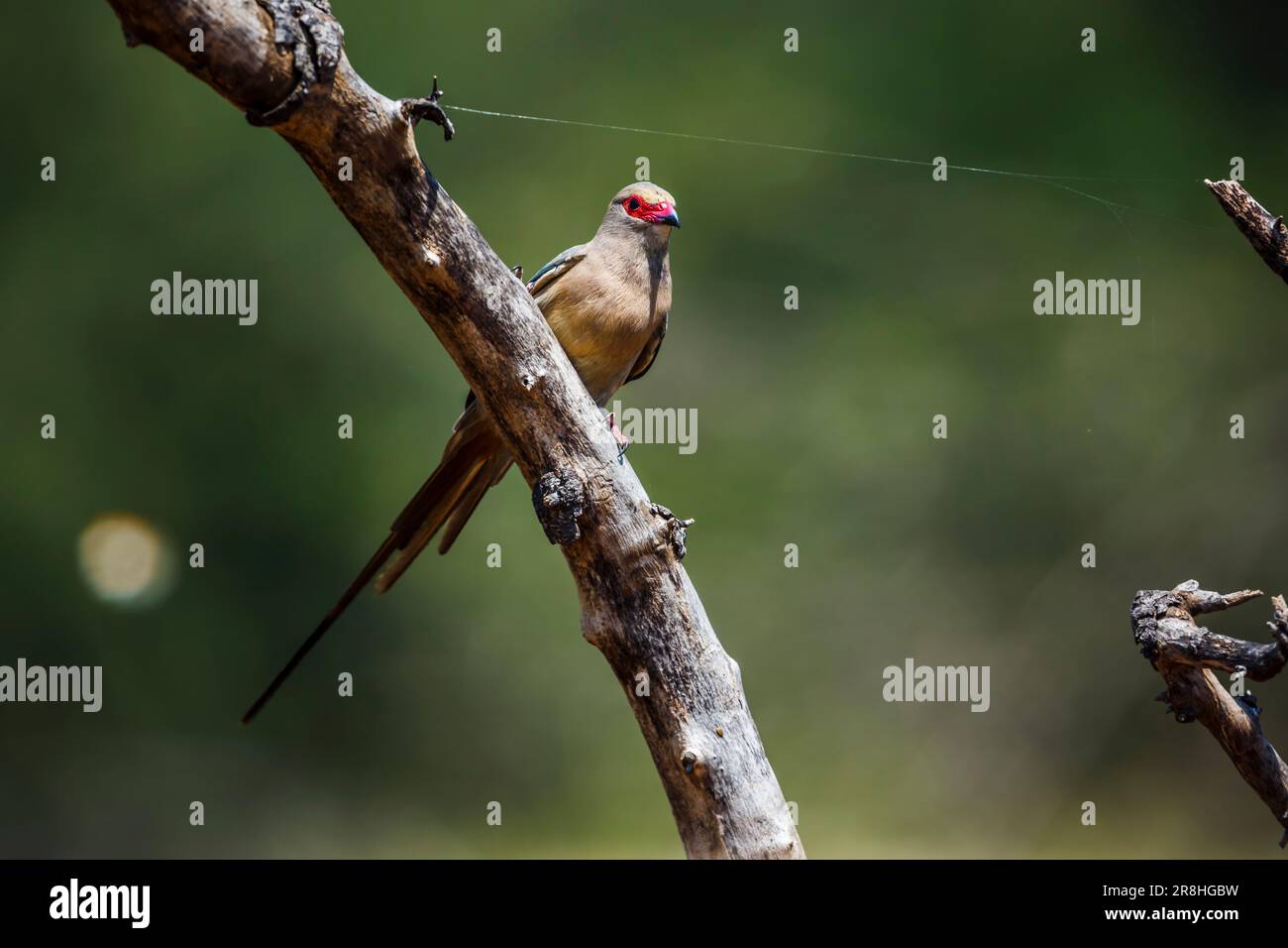 Red faced Mousebird standing on branch front view in Kruger National ...