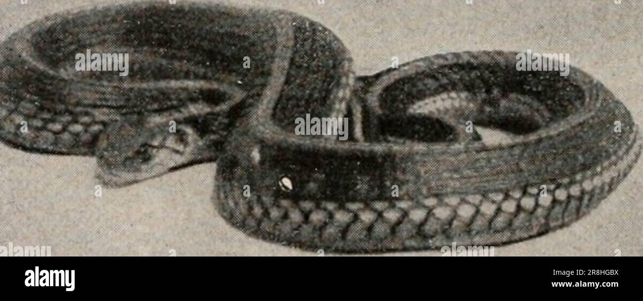 A garter-snake, Thamnophis parietalis Stock Photo - Alamy