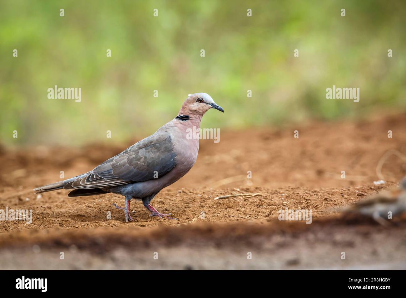 Red-eyed Dove on the ground in Kruger National park, South Africa ...