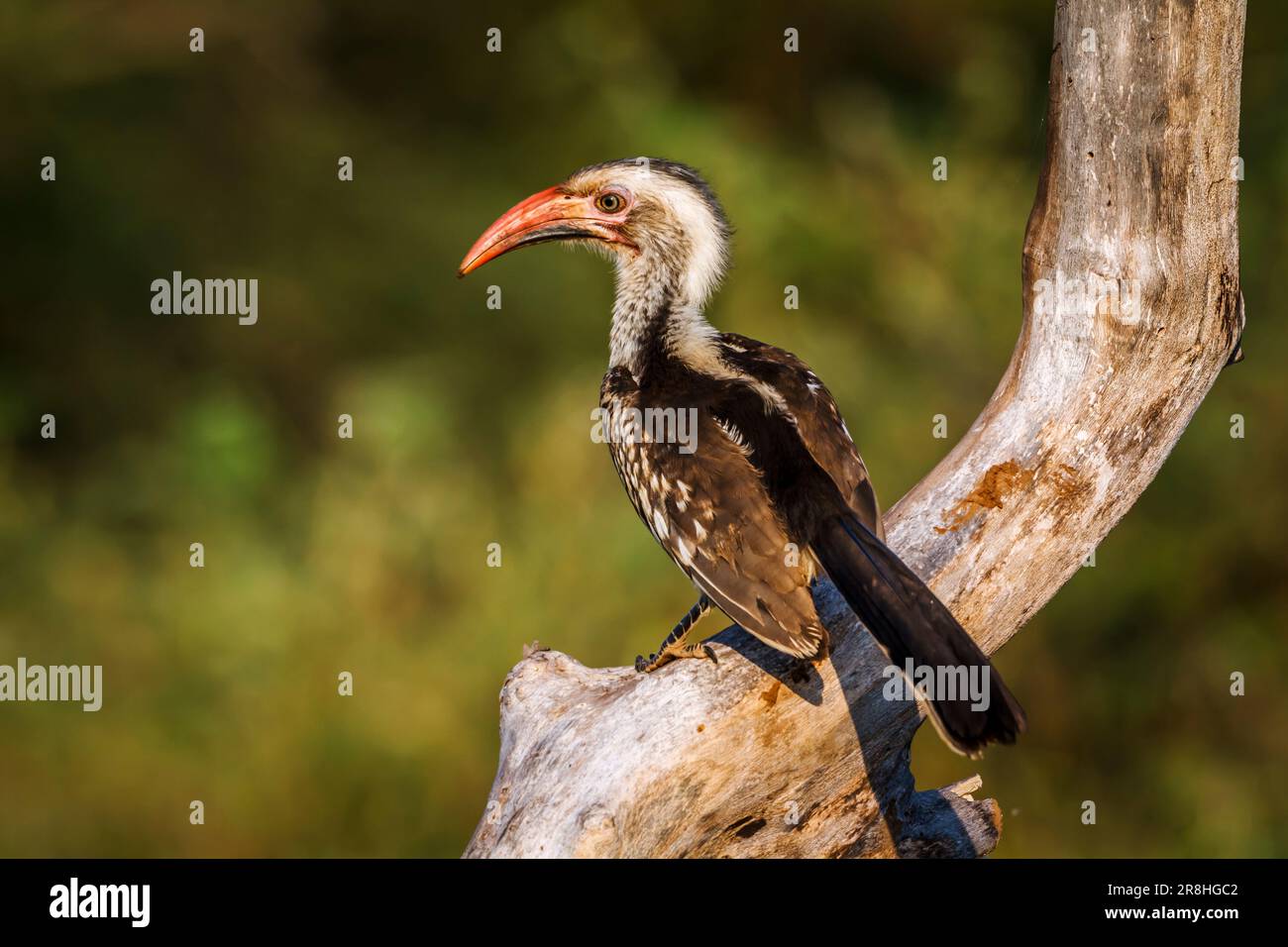 Southern Red billed Hornbill standing on branch rear view in Kruger ...