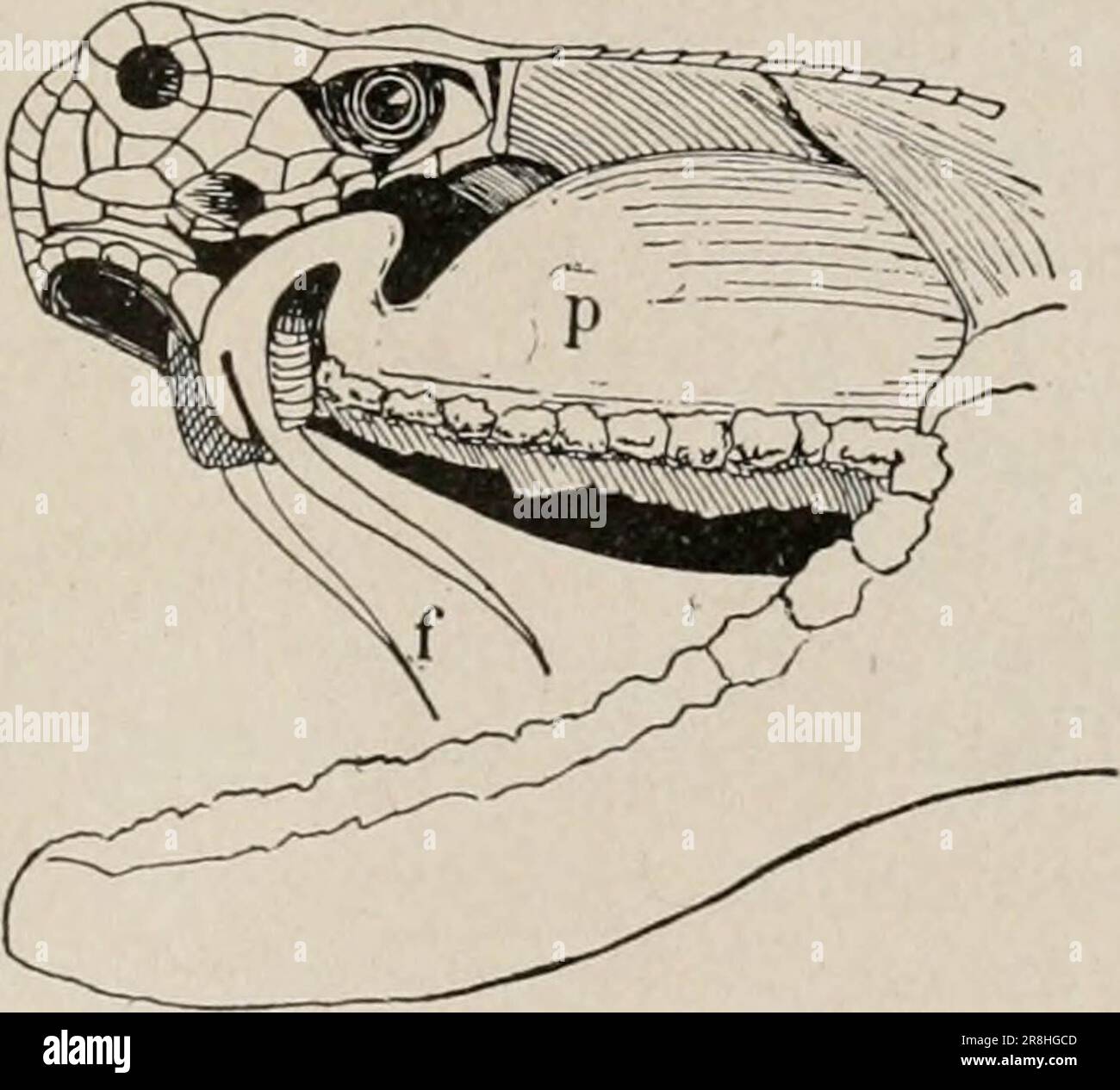 Dissection of head of rattlesnake Stock Photo - Alamy