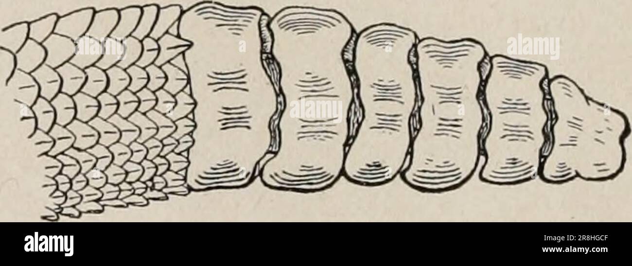 The rattles of the rattlesnake Stock Photo - Alamy