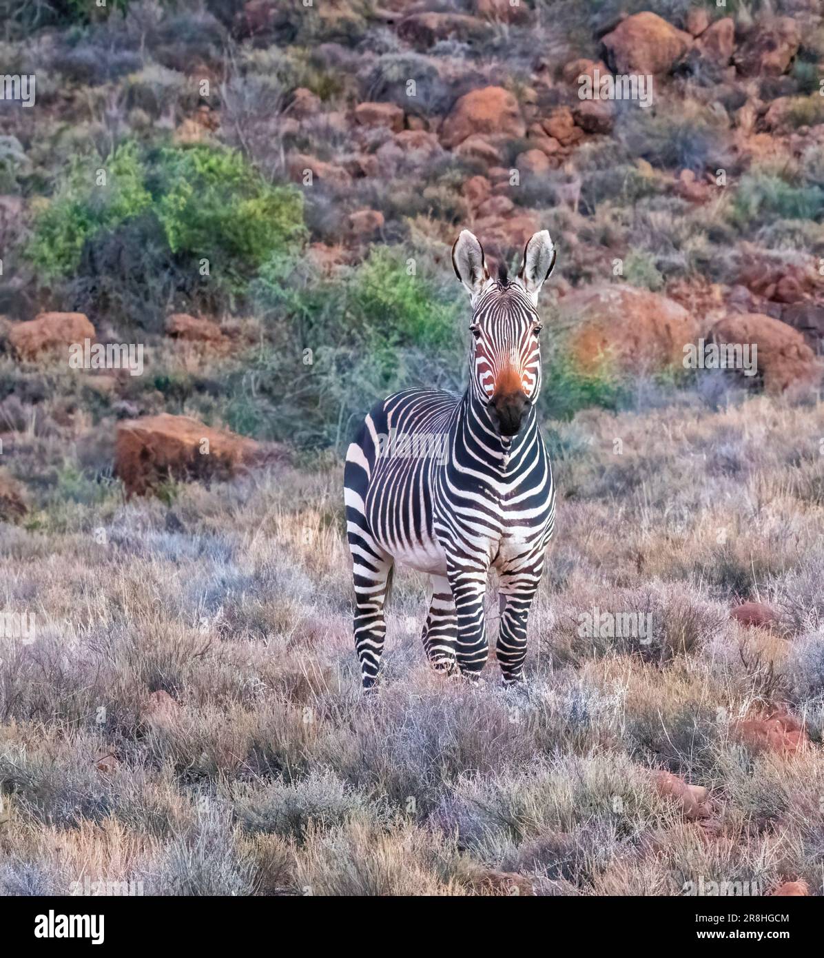 Klipspringer pass hi-res stock photography and images - Alamy