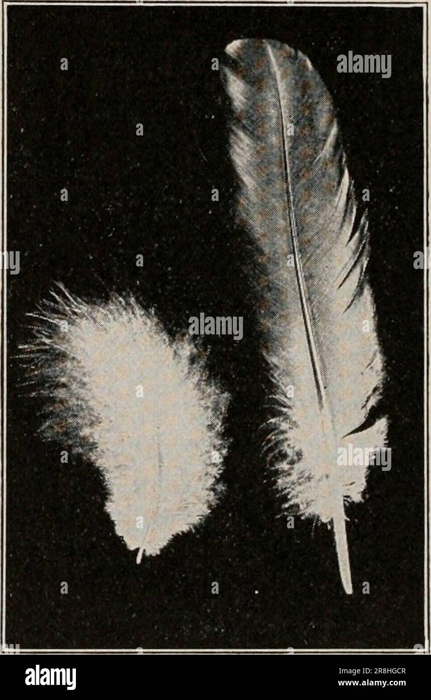 A body feather and a wing feather from a chicken Stock Photo - Alamy