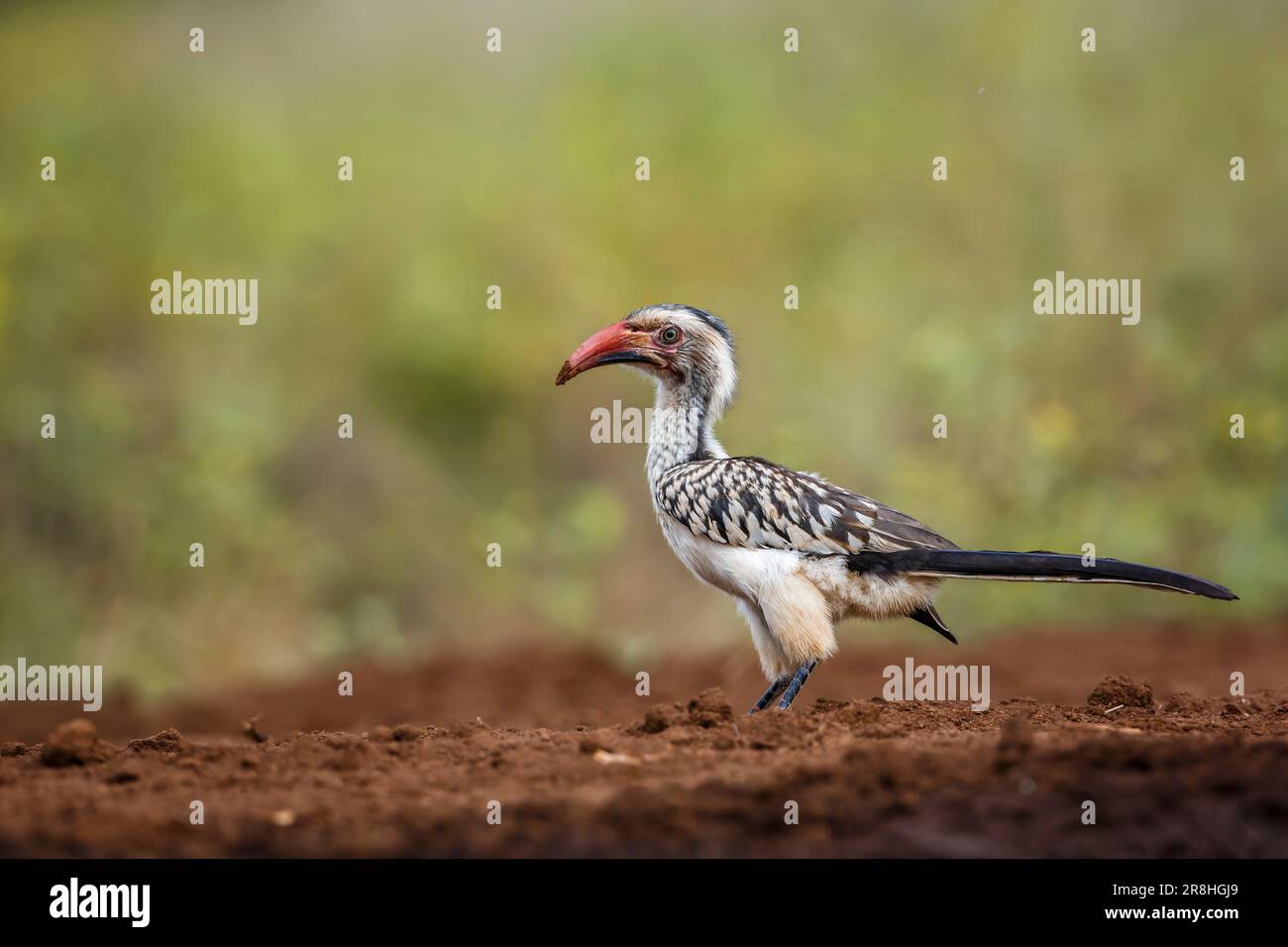 Southern Red billed Hornbill standing on the ground in Kruger National ...