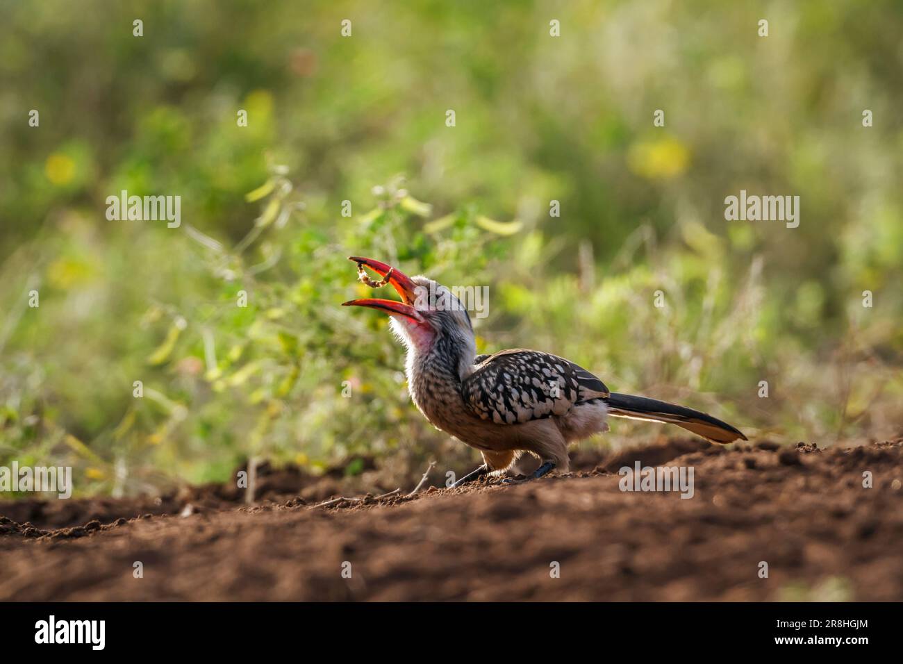 Southern Red billed Hornbill eating a bug in Kruger National park ...