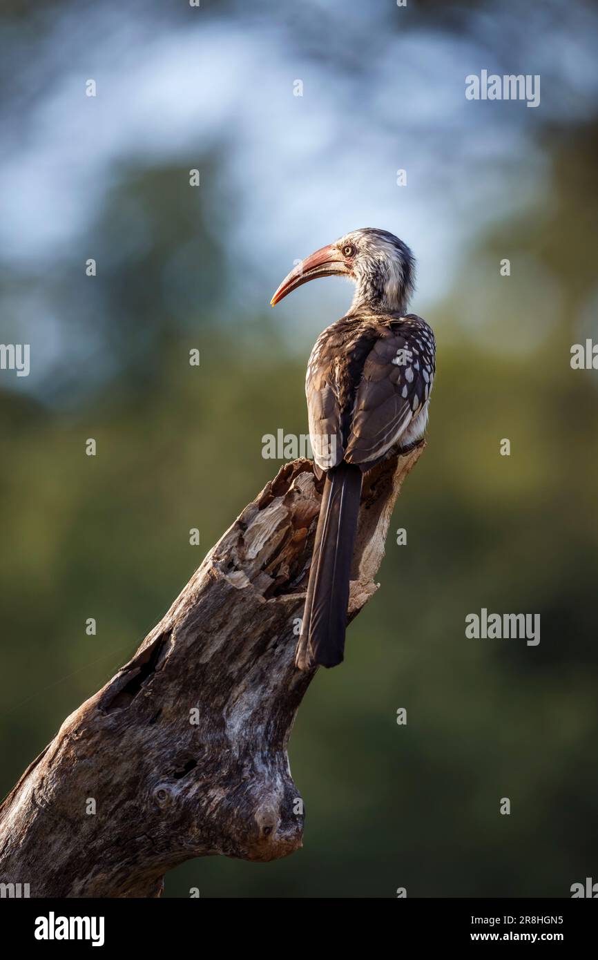Southern Red billed Hornbill standing on a log rear view in Kruger ...