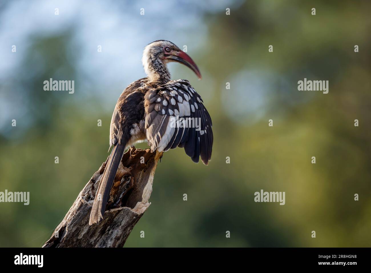 Southern Red billed Hornbill grooming an preening in Kruger National ...