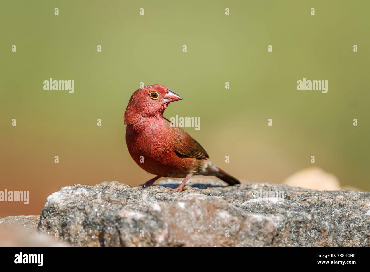 Red-billed Firefinch male standing on a rock in Kruger National park ...