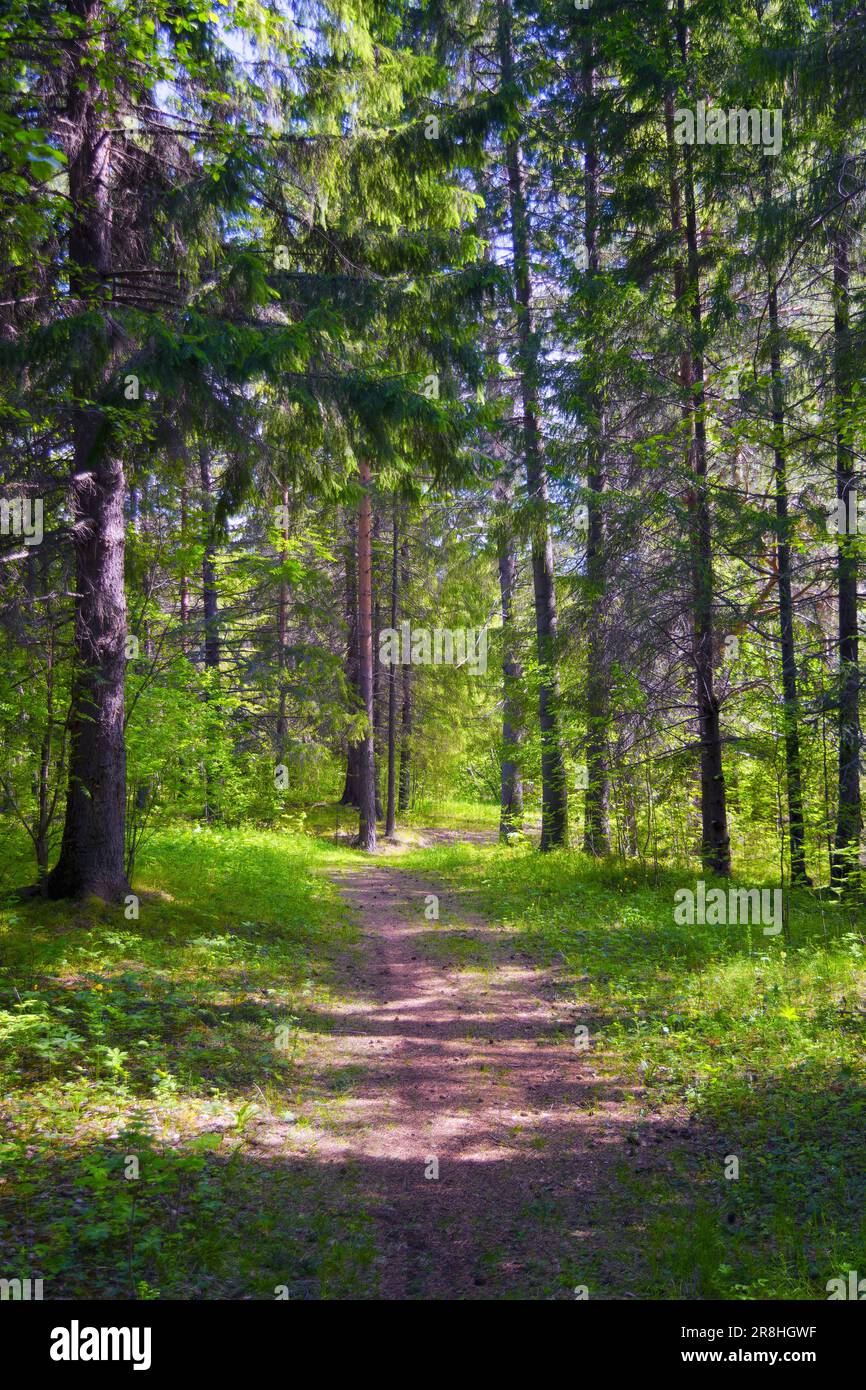 Summer landscape of green coniferous forest with narrow trail passing ...