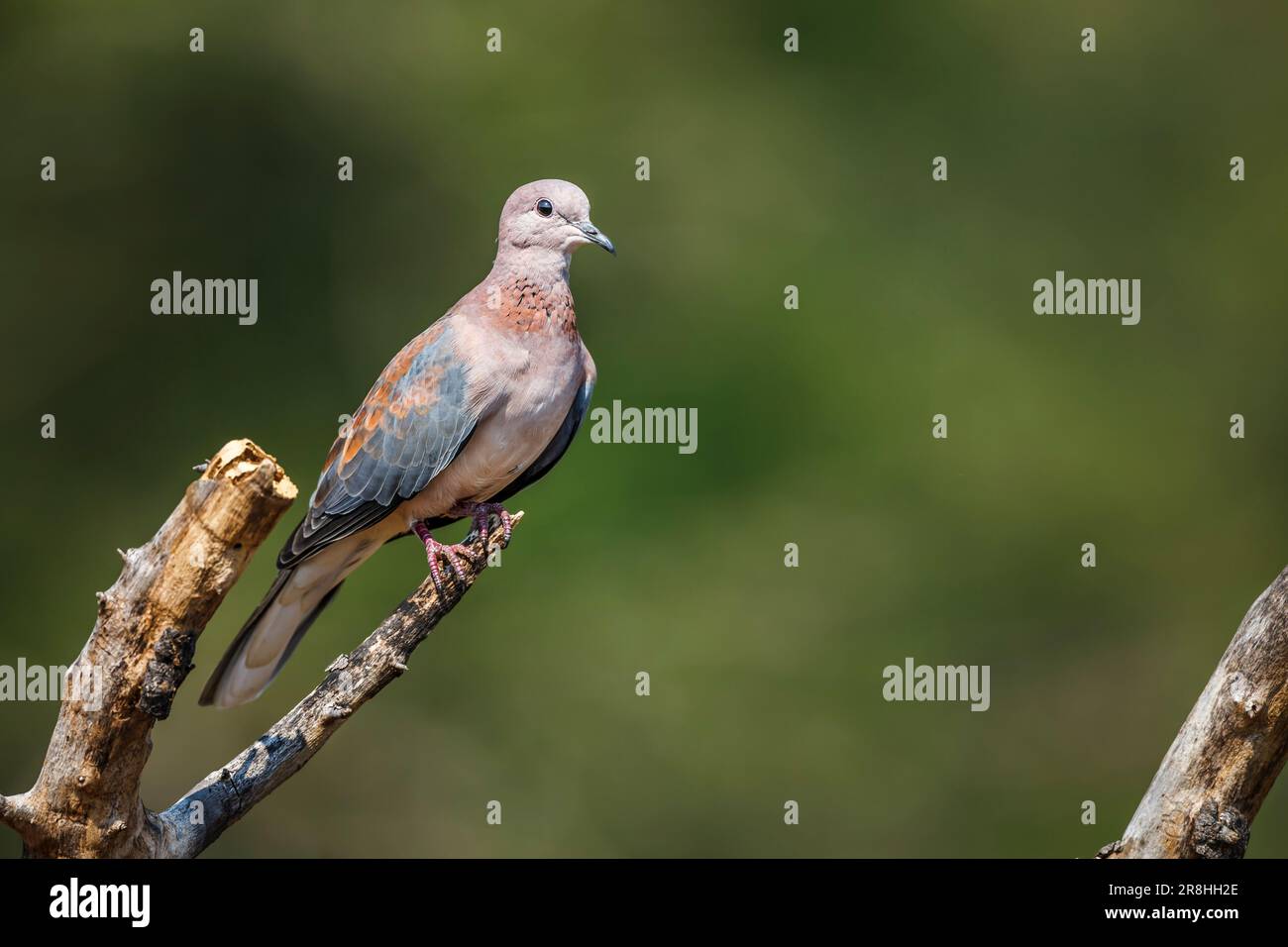 Laughing Dove standing on a branch isolated in natural background in ...