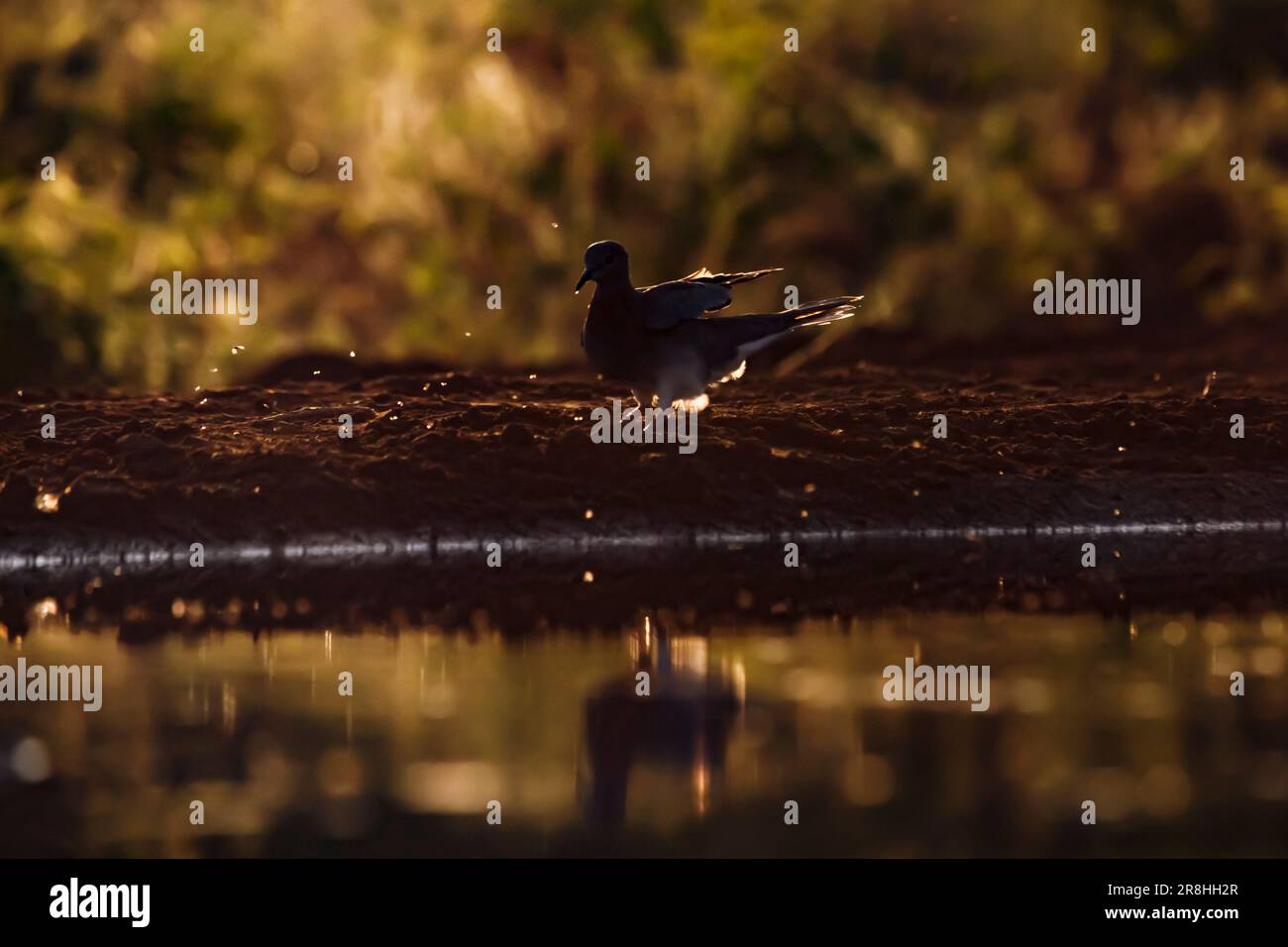 Laughing Dove landing at waterhole in backlit at sunset in Kruger ...