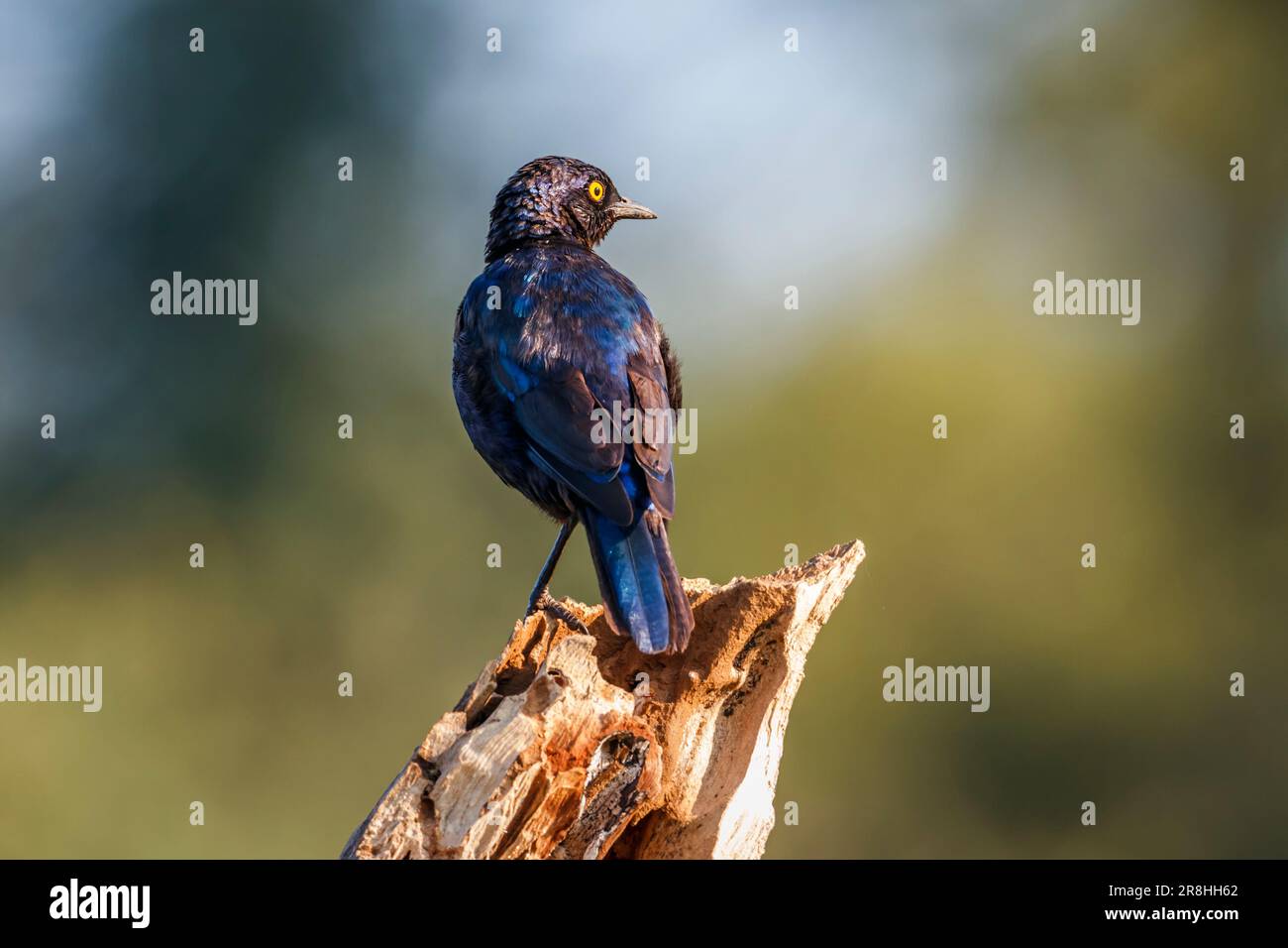 Cape Glossy Starling standing on a log isolated in natural background ...