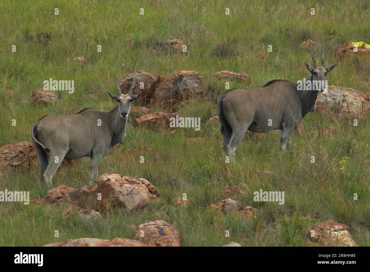 Common eland bull (Taurotragus oryx). They are the largest antelopes in ...