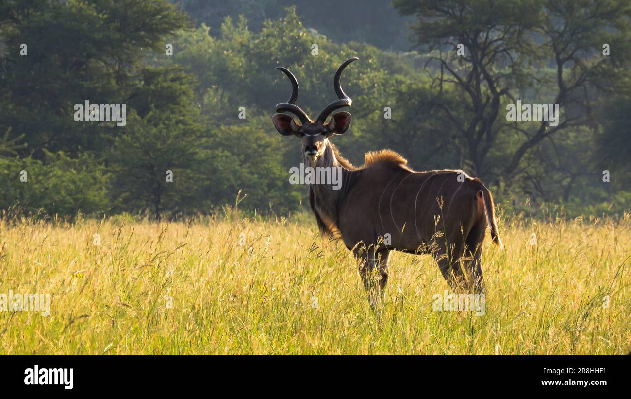 Kraalkop hi-res stock photography and images - Alamy