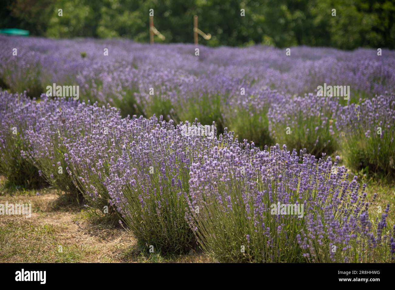 Lavender plants growing at a field in Sirhama, South Kashmir. Lavender ...