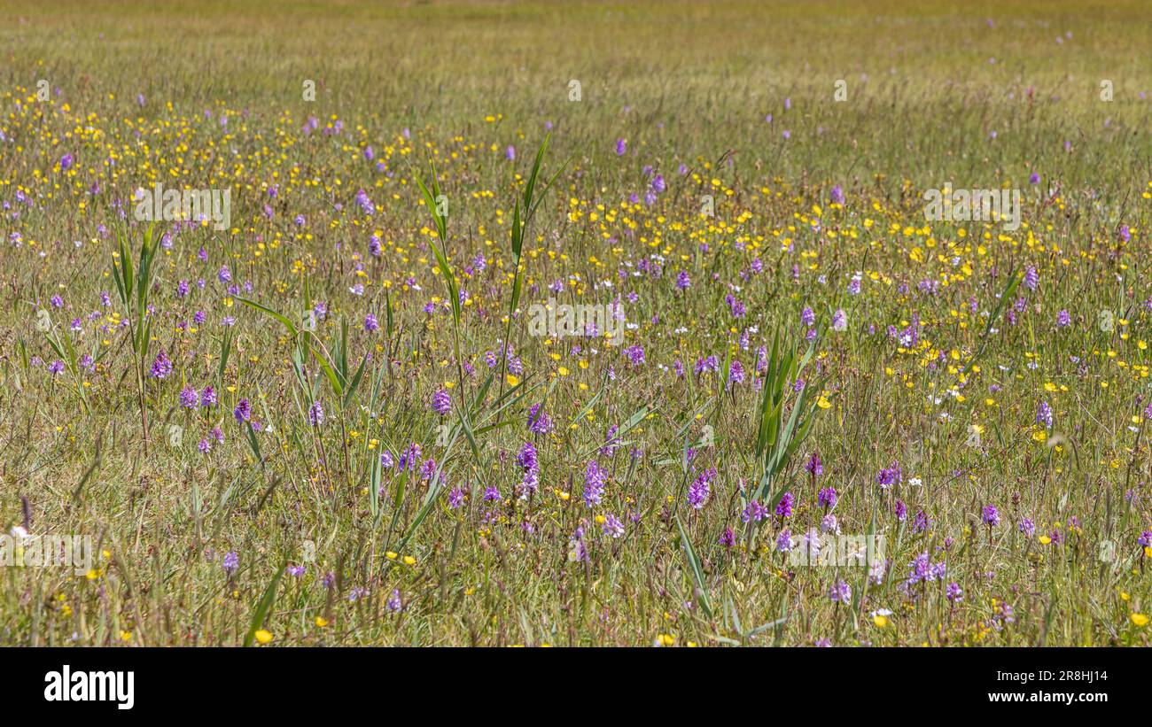 Landscape nature reserve The Boschplaat with colorful orchids and ...