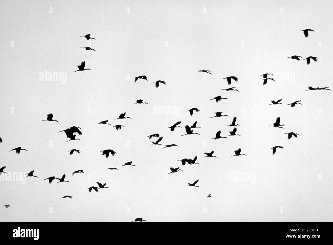 National parks africa Black and White Stock Photos & Images - Alamy