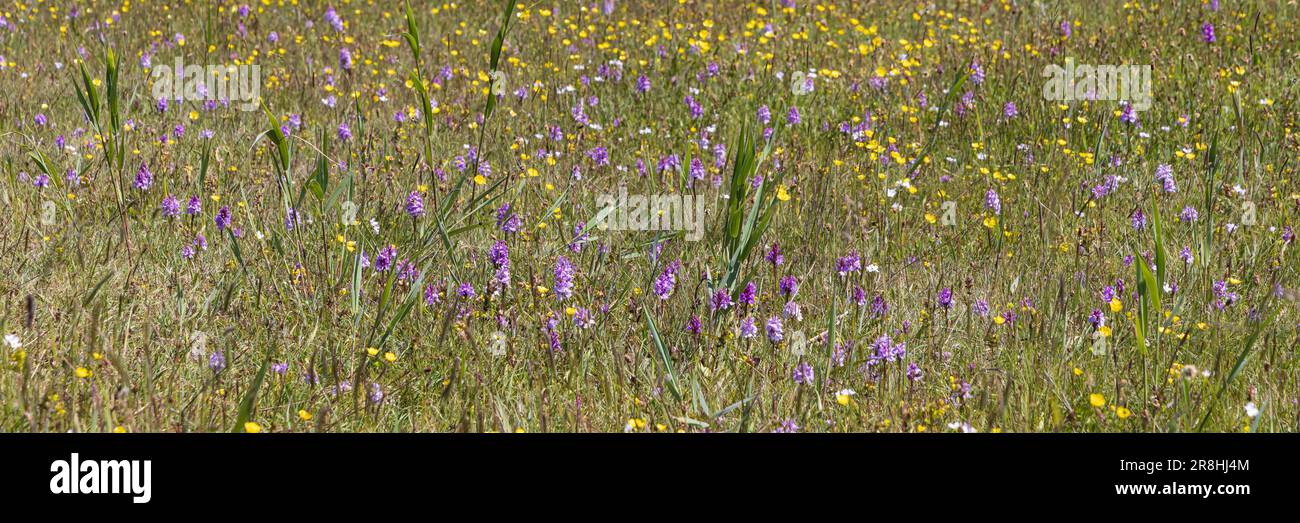 Landscape nature reserve The Boschplaat with colorful orchids and ...