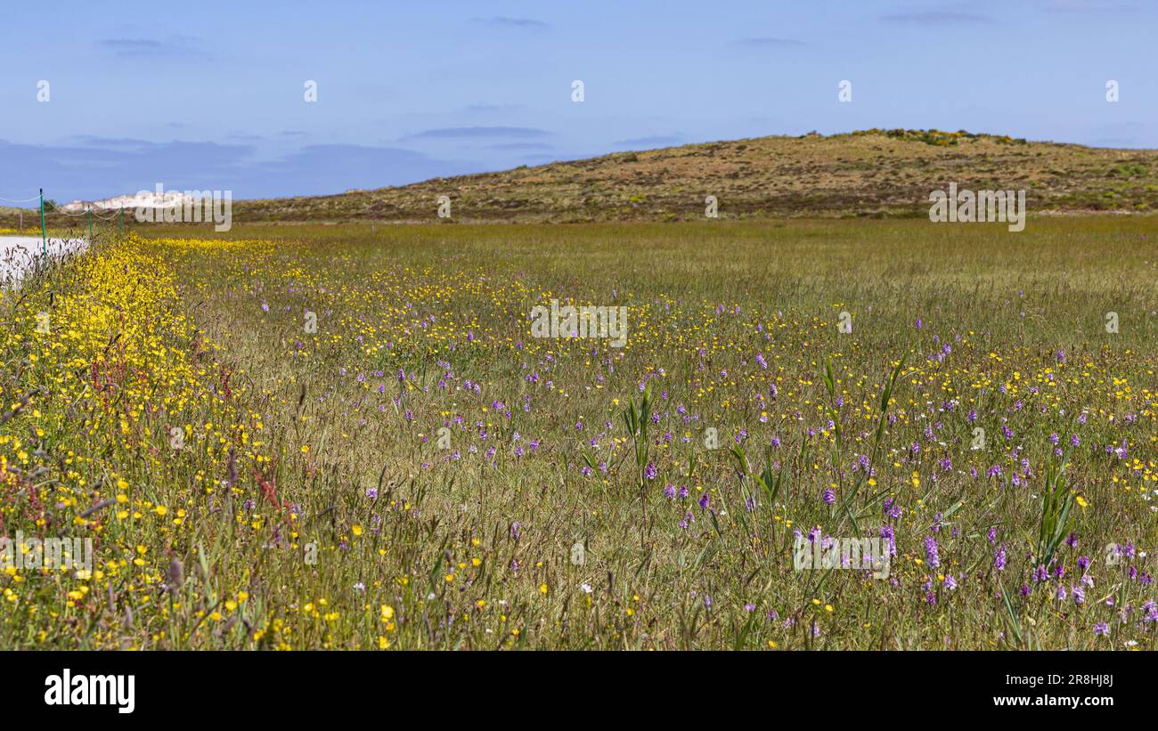 Landscape nature reserve The Boschplaat with colorful orchids and ...