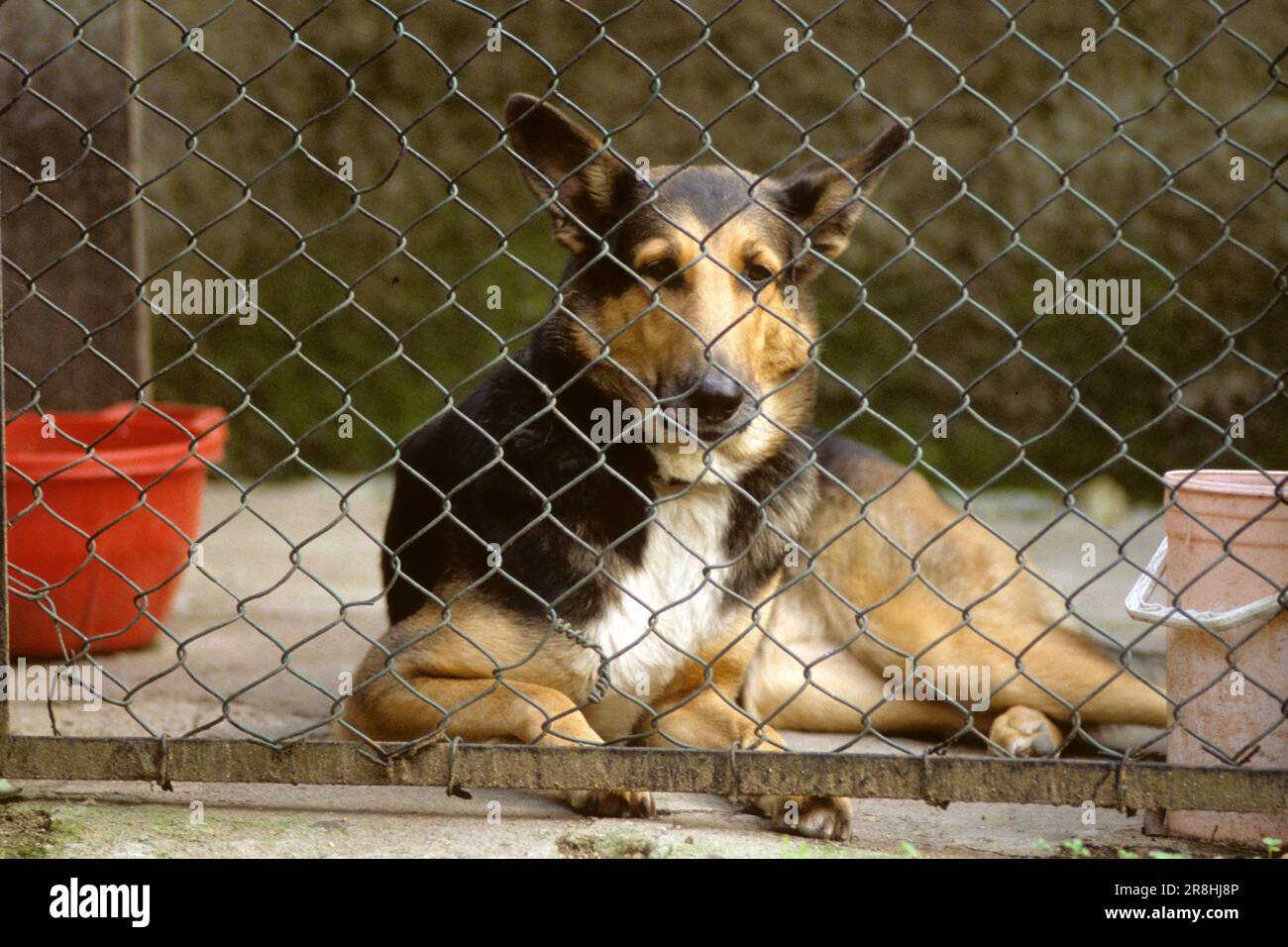 Net dog hi-res stock photography and images - Alamy