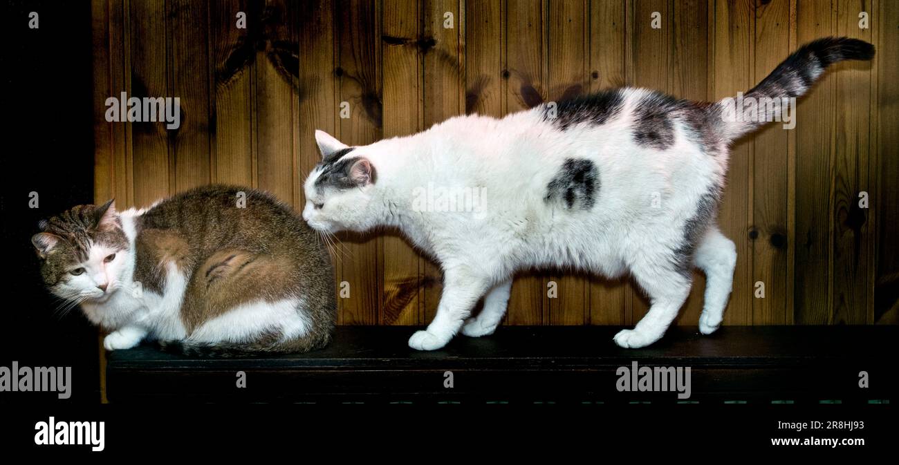 Smelling cat hi-res stock photography and images - Alamy