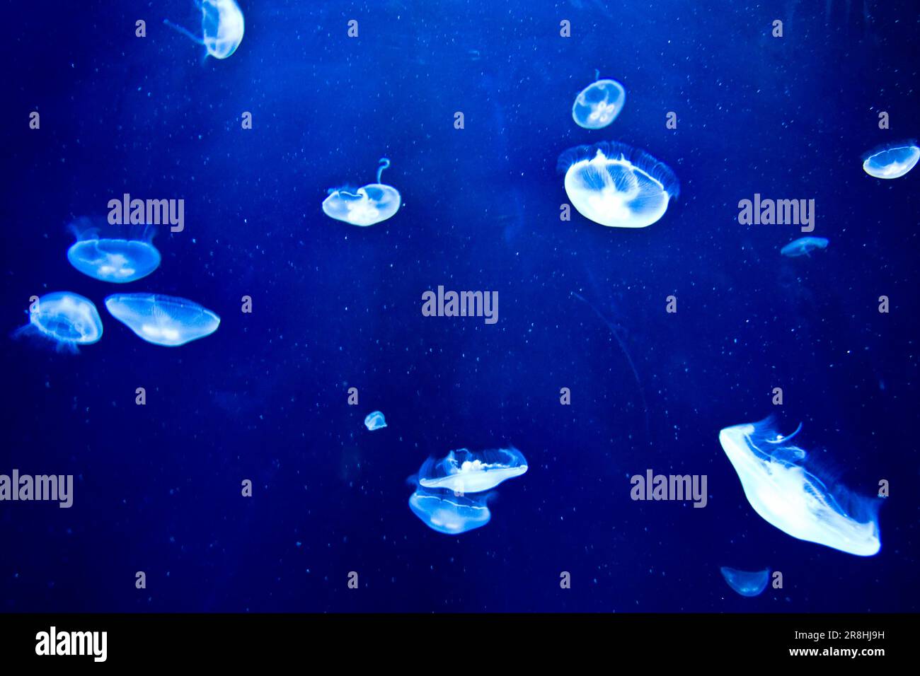 Celenterate hi-res stock photography and images - Alamy