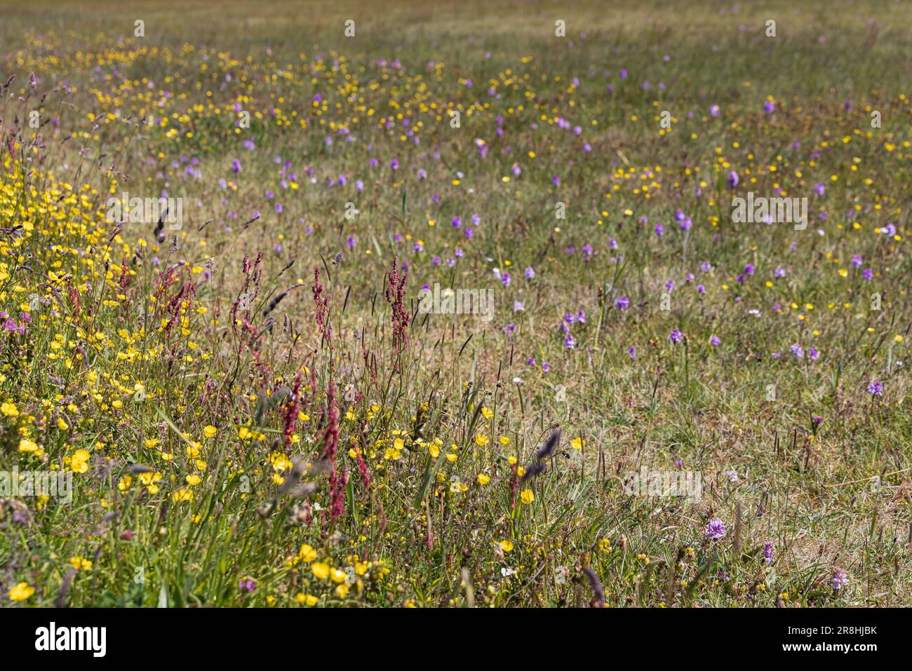 Landscape nature reserve The Boschplaat with colorful orchids and ...